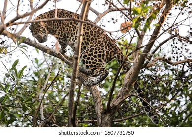Leopard Climbing Tree Stock Photo (Edit Now) 1607731750