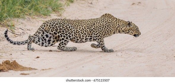 Leopard Crawl Stock Photo 675115507 | Shutterstock