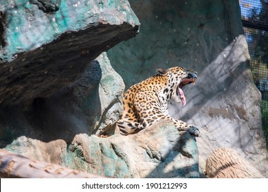 405 Leopard crouched Images, Stock Photos & Vectors | Shutterstock
