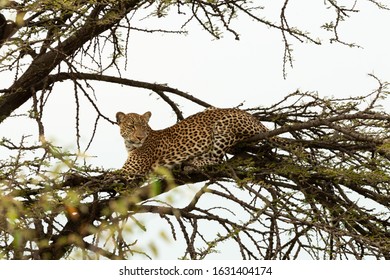 405 Leopard crouched Images, Stock Photos & Vectors | Shutterstock