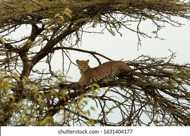 405 Leopard crouched Images, Stock Photos & Vectors | Shutterstock