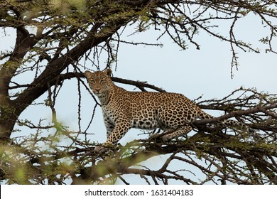 405 Leopard crouched Images, Stock Photos & Vectors | Shutterstock