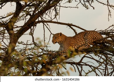 405 Leopard crouched Images, Stock Photos & Vectors | Shutterstock