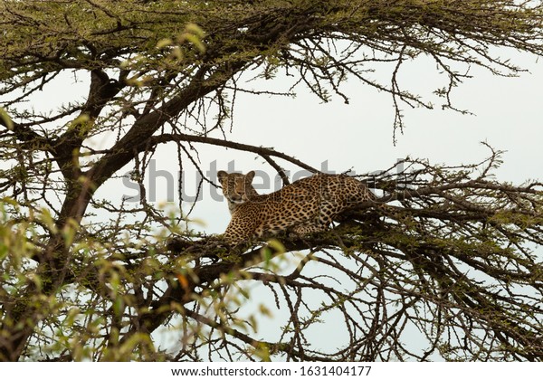 Leopard Crouching Tree Stock Photo 1631404177 | Shutterstock