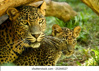 Leopard Cub Stock Photo 25244527 | Shutterstock