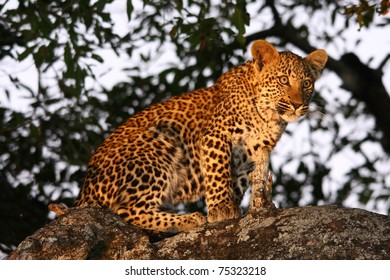 Leopard Cub Stock Photo 75323218 | Shutterstock