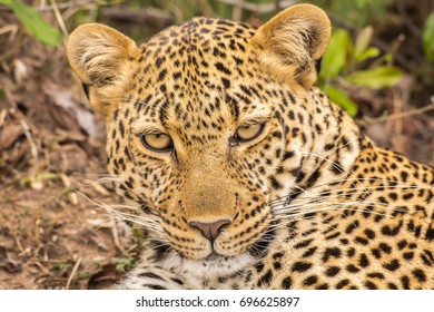 Leopard Face Closeup Stock Photo 696625897 | Shutterstock