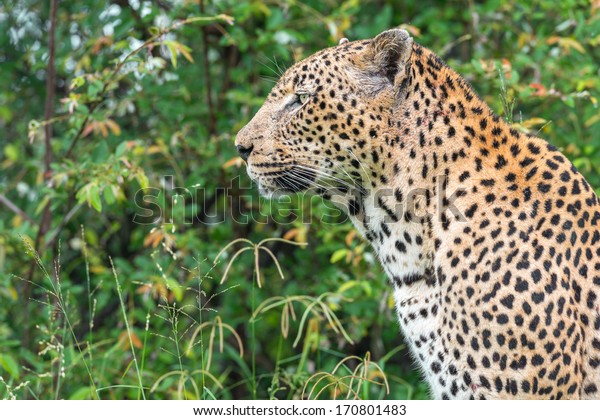 Leopard Face Profile Stock Photo (Edit Now) 170801483