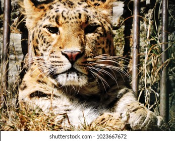 1,697 Leopard Facing Camera Images, Stock Photos & Vectors | Shutterstock