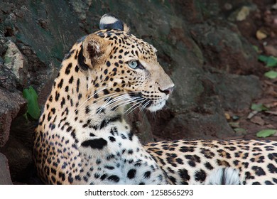 Leopard Forest Stock Photo 1258565293 | Shutterstock