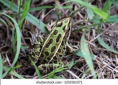 302 Leopard frog grass Images, Stock Photos & Vectors | Shutterstock