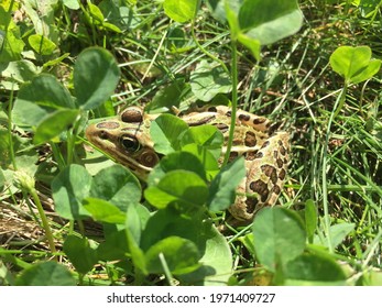 302 Leopard frog grass Images, Stock Photos & Vectors | Shutterstock