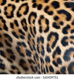 Real Leopard Skin Foto de stock 280306172 | Shutterstock