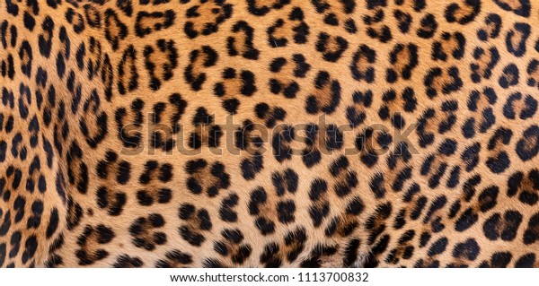 Leopard Fur Background Stock Photo 1113700832 | Shutterstock