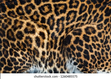 Leopard Fur Background Texture Image Background Stock Photo 1260485575 ...