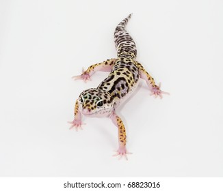 Leopard Gecko Eublepharis Stock Photo 68823016 | Shutterstock