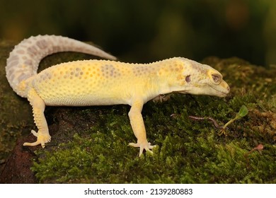 189 Leopard gecko pose Images, Stock Photos & Vectors | Shutterstock