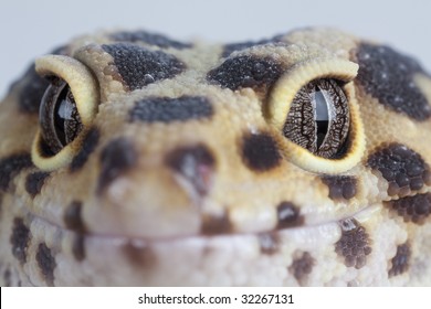Leopard Gecko Face Close Stock Photo 32267131 | Shutterstock