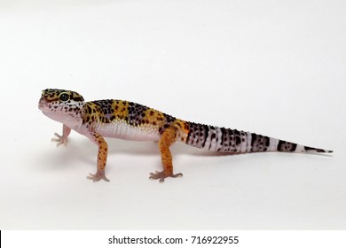 Varanus Salvator Commonly Known Asian Water 스톡 사진 1452269270 | Shutterstock