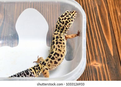 294 Gecko On Table Images, Stock Photos & Vectors | Shutterstock