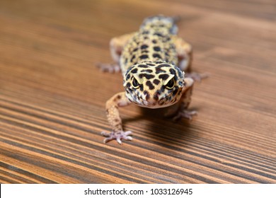294 Gecko On Table Images, Stock Photos & Vectors | Shutterstock