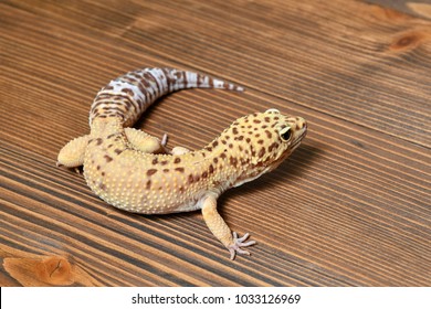 294 Gecko On Table Images, Stock Photos & Vectors | Shutterstock