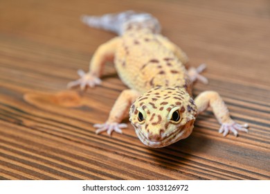 294 Gecko On Table Images, Stock Photos & Vectors | Shutterstock