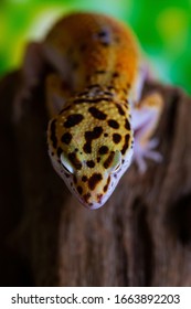 114 Smiley gecko Images, Stock Photos & Vectors | Shutterstock