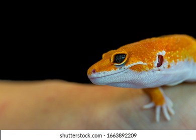 114 Smiley gecko Images, Stock Photos & Vectors | Shutterstock