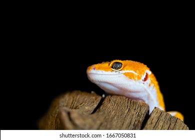 114 Smiley gecko Images, Stock Photos & Vectors | Shutterstock