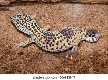 Leopard Gecko Lost Tail Stock Photo 306913847 | Shutterstock