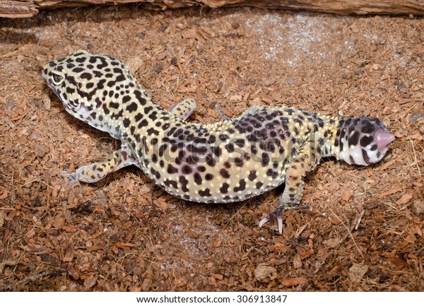 Leopard Gecko Lost Tail Stock Photo (Edit Now) 306913847