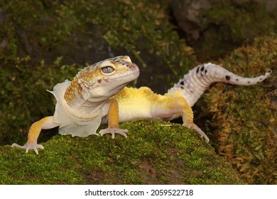 122 High yellow leopard gecko Images, Stock Photos & Vectors | Shutterstock