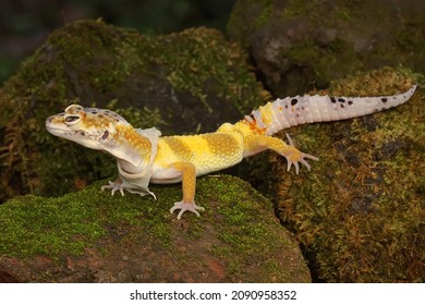 122 High yellow leopard gecko Images, Stock Photos & Vectors | Shutterstock