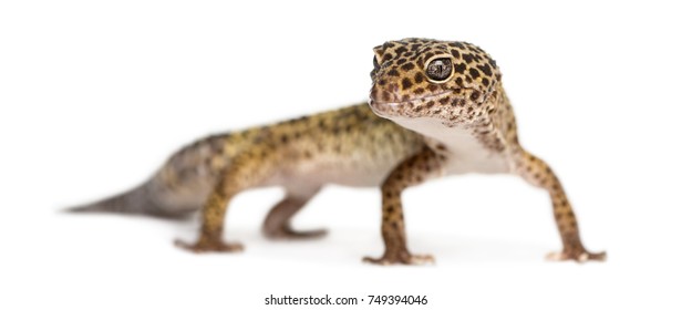 Leopard Gecko Standing Looking Camera Eublepharis Stock Photo (Edit Now ...