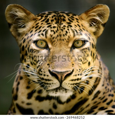 Leopard Head Face Looking Camera Stock Photo (Edit Now) 269468252 ...