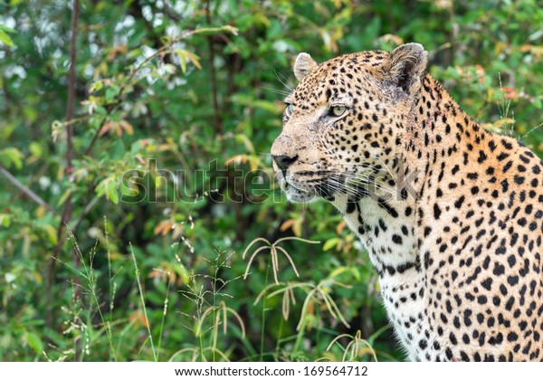 Leopard Head Shot Facing Left Angle Stock Photo 169564712 | Shutterstock