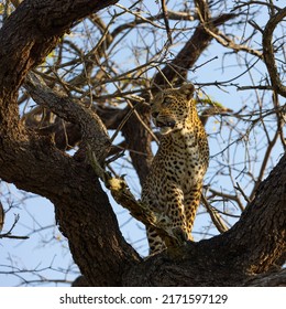 484 Leopard alert trees Images, Stock Photos & Vectors | Shutterstock