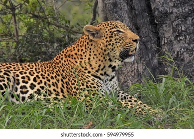 Leopard Laying Down Looking Stock Photo (Edit Now) 594979955 | Shutterstock
