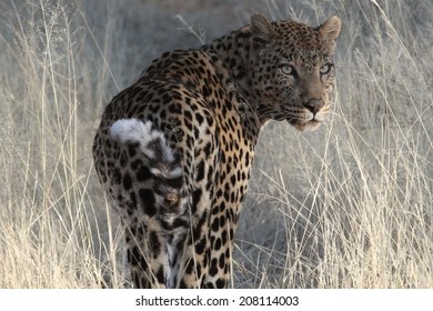 Leopard Looking Back Camera Stock Photo 208114003 | Shutterstock