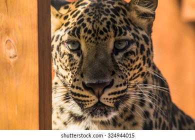 Leopard Looking Camera Stock Photo (Edit Now) 324944015 | Shutterstock