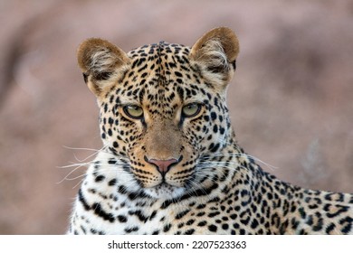 1,697 Leopard Facing Camera Images, Stock Photos & Vectors | Shutterstock