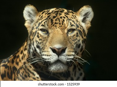 1,697 Leopard Facing Camera Images, Stock Photos & Vectors | Shutterstock