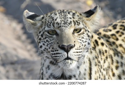 1,697 Leopard Facing Camera Images, Stock Photos & Vectors | Shutterstock