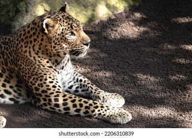 3,477 Cat Facing Forward Images, Stock Photos & Vectors | Shutterstock