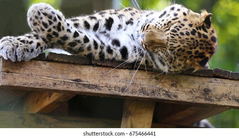 Leopard Lying Down On Platform Stock Photo 675466441 | Shutterstock