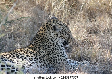 1,098 Lying down leopard Images, Stock Photos & Vectors | Shutterstock