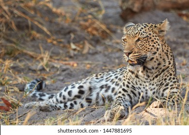 Ceylon Leopard Panthera Pardus Kotiya Magnificent Stock Photo (Edit Now ...