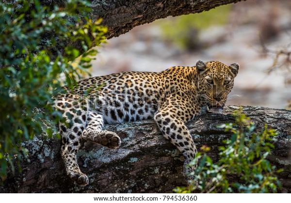 Leopard Lying On Tree Branch Stock Photo (Edit Now) 794536360