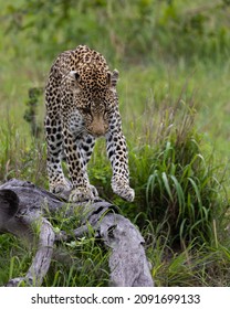 805 Dead leopard Stock Photos, Images & Photography | Shutterstock